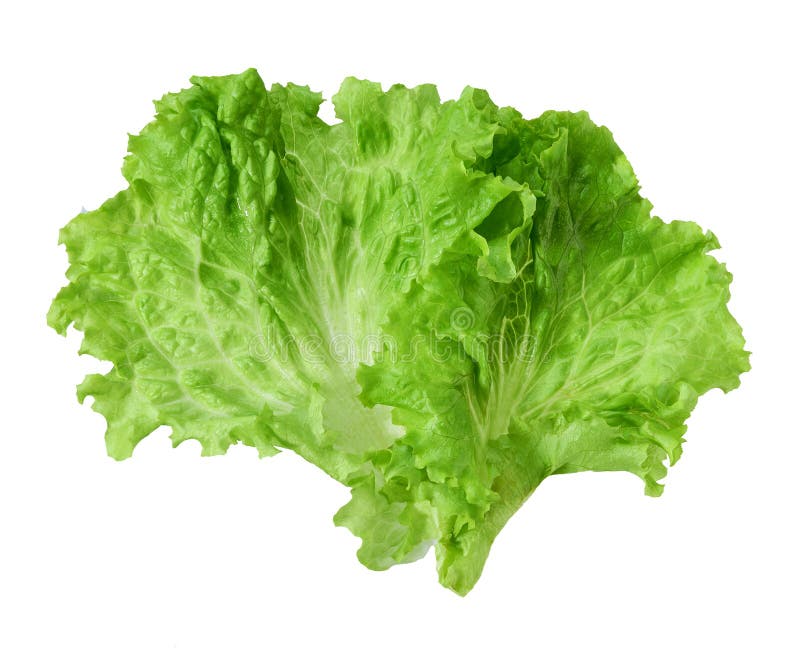 Fresh Lettuce, One Leaf Isolated on a White Background, Close-up. Top ...