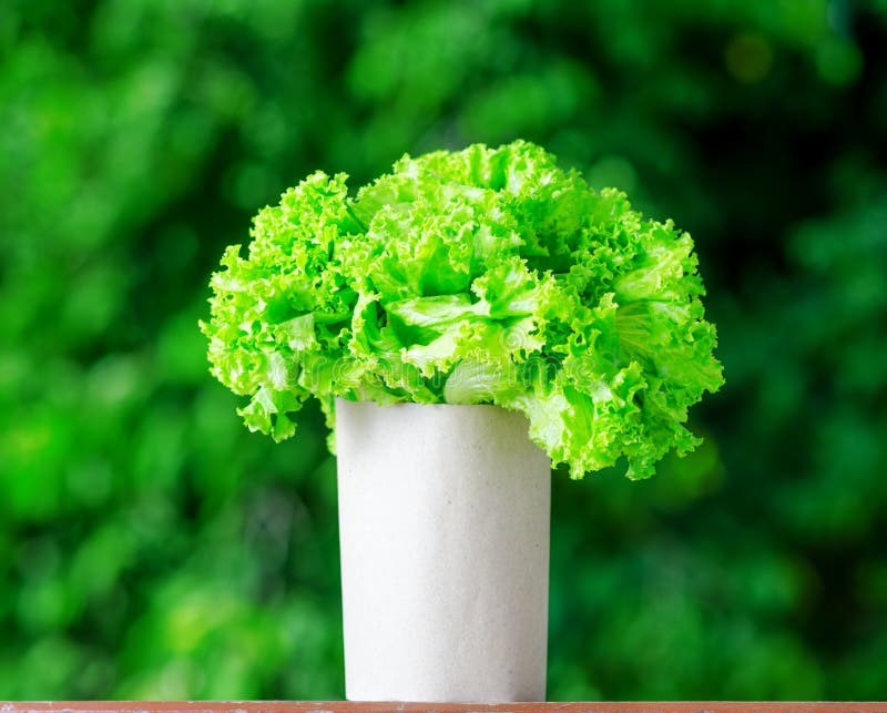 Fresh lettuce in paper bag stock photo. Image of growth - 37050102