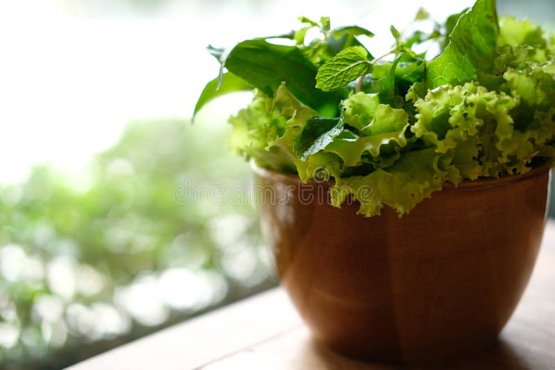 Fresh Lettuce & Raw Basil Vegetable Salad Mix in Bowl Stock Image ...
