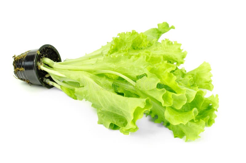 Fresh Lettuce with Roots Isolated on White Stock Image - Image of ...