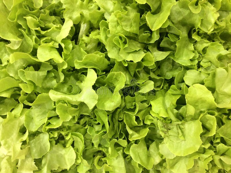 21,411 Lettuce Texture Stock Photos - Free & Royalty-Free Stock Photos ...