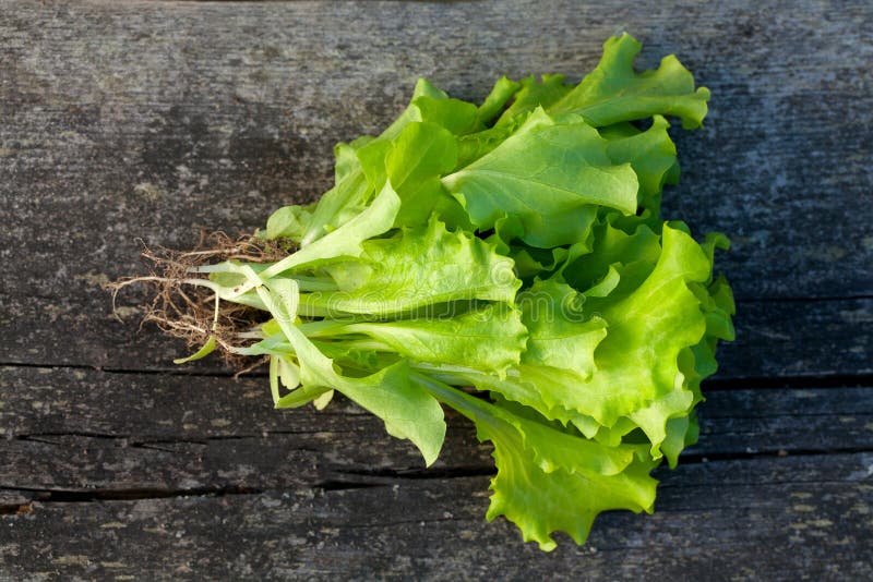 Fresh Lettuce on Wooden Table Stock Image - Image of bunch, soil: 32418729