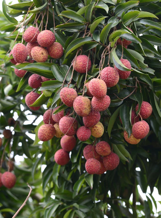 Fresh lichi on tree stock image. Image of fresh, asian - 41199329