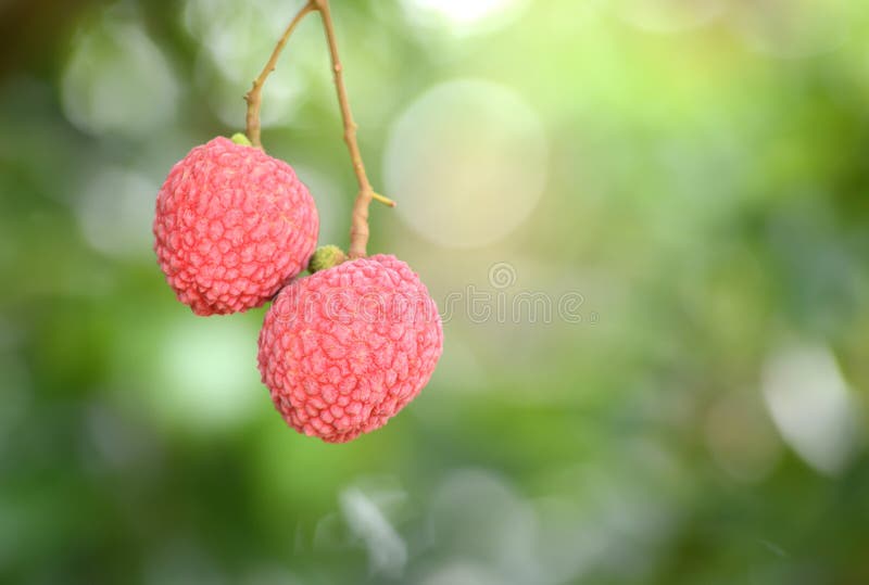 Fresh lichi on tree stock photo. Image of asian, diet - 41199388