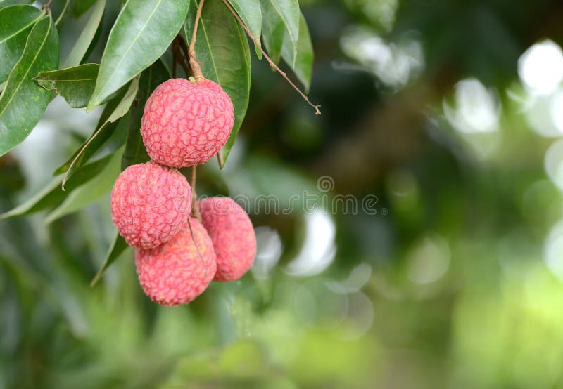 Fresh lichi on tree stock photo. Image of orchard, pink - 41199398