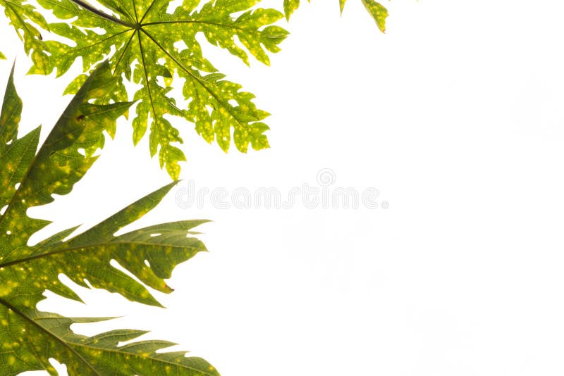 Fresh Light Green Tree Leave Isolated Stock Image - Image of flora ...