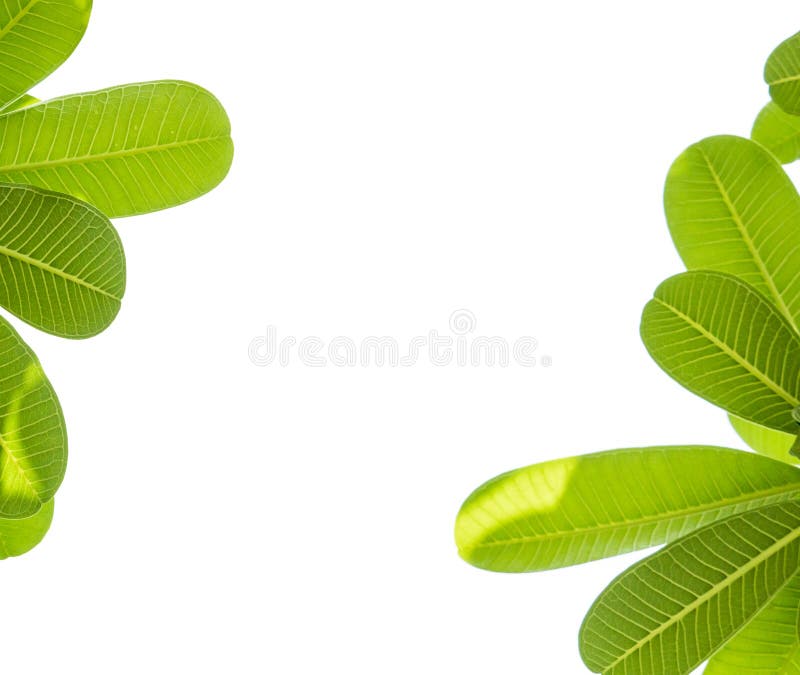 .Fresh Light Green Tree Leave Isolated on White Background Stock Image ...