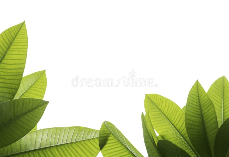 Fresh Light Green Tree Leave Isolated on White Background with Clip ...