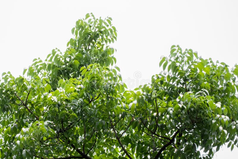 Fresh Light Green Tree Leave Isolated on White Background Stock Photo ...