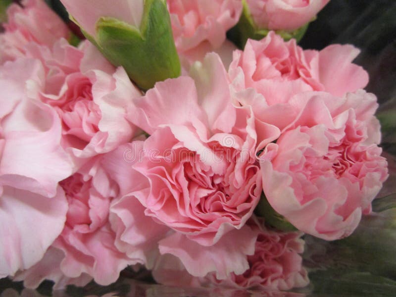Fresh Light Pink Carnation Flowers from the Florist Stock Image - Image ...