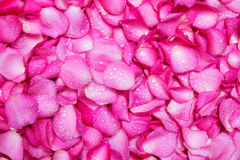 Fresh Light Pink Rose Petal Background with Water Rain Drop Stock Photo ...