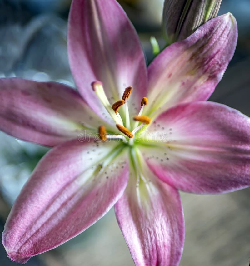 Fresh Light Purple Lilies in a Vase Stock Image - Image of flora, vase ...