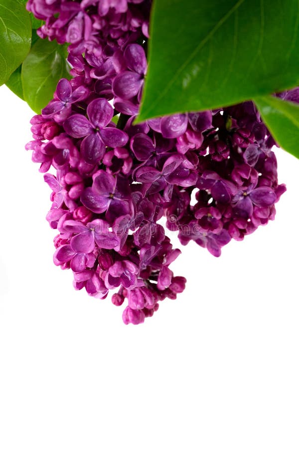 Fresh lilac flowers stock image. Image of blossom, design - 179190963