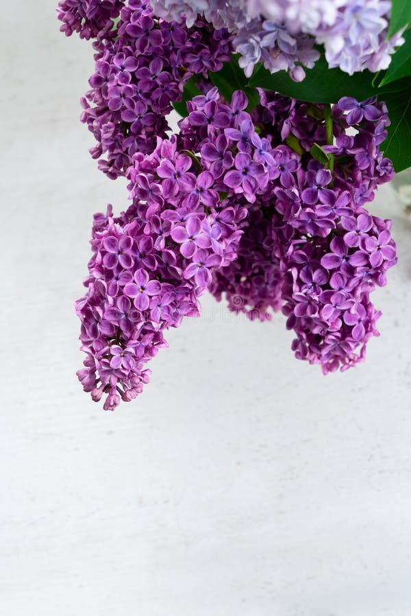 Fresh lilac flowers stock image. Image of branch, plant - 128777063