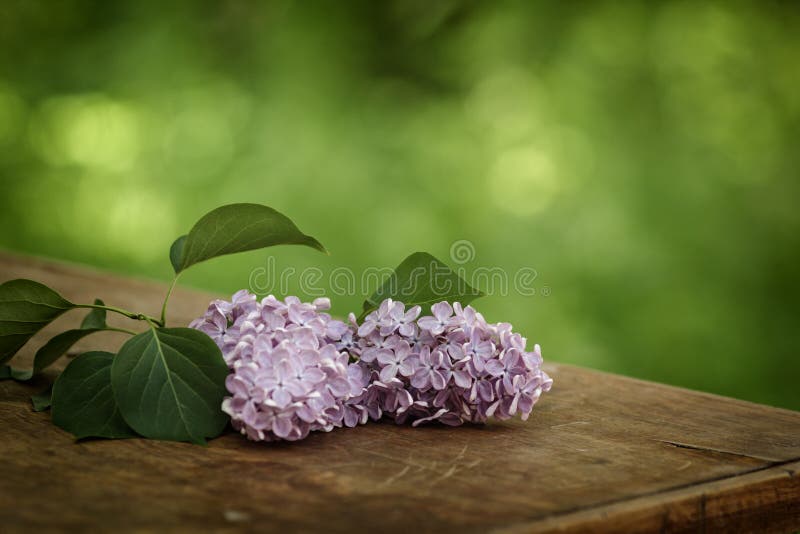 Fresh Lilac Flowers on Table Stock Image - Image of romantic, garden ...