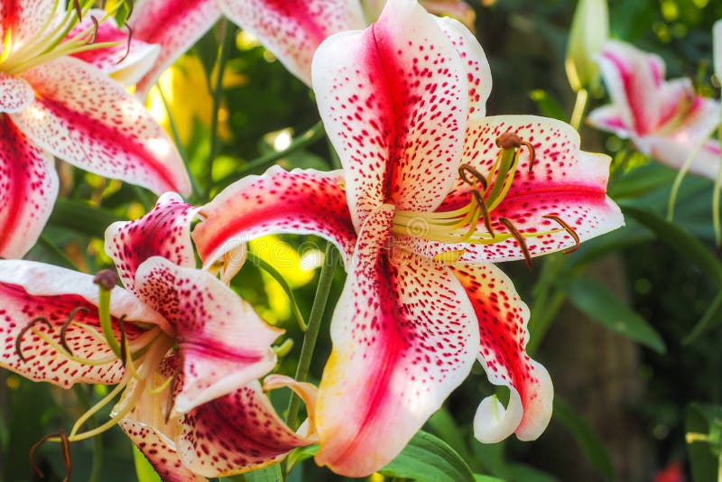Fresh Lilly Flowers with in Garden Stock Image - Image of green, flower ...