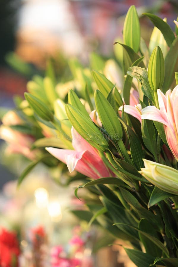 Fresh lily flowers stock image. Image of floral, color - 38220737
