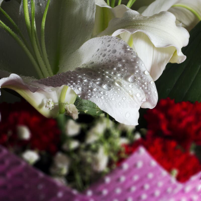 Fresh Lily Petals and Drops Stock Photo - Image of green, close: 54457874