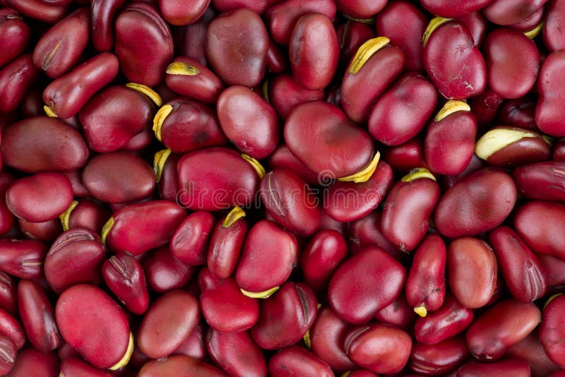 446 Lima Bean Plant Stock Photos - Free & Royalty-Free Stock Photos ...