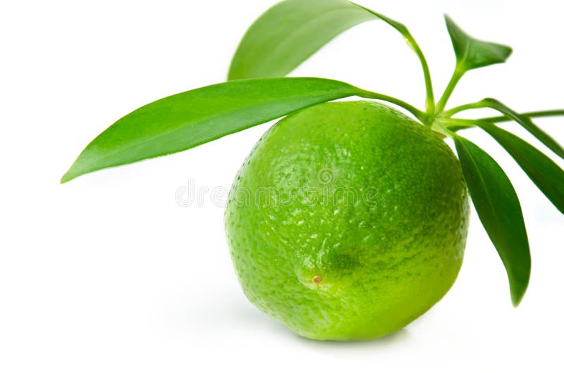 Fresh lime stock photo. Image of vivid, ripe, healthy - 32867420