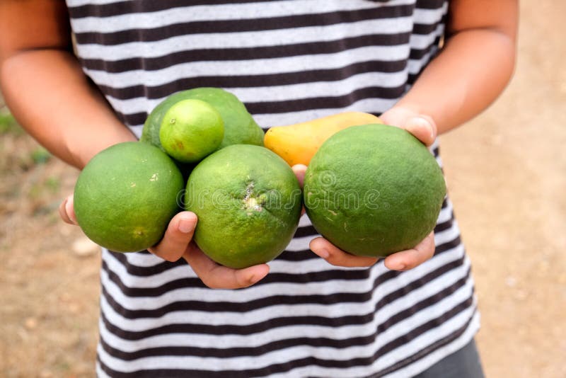 Fresh lime from farm stock image. Image of fingers, healthy - 60259215