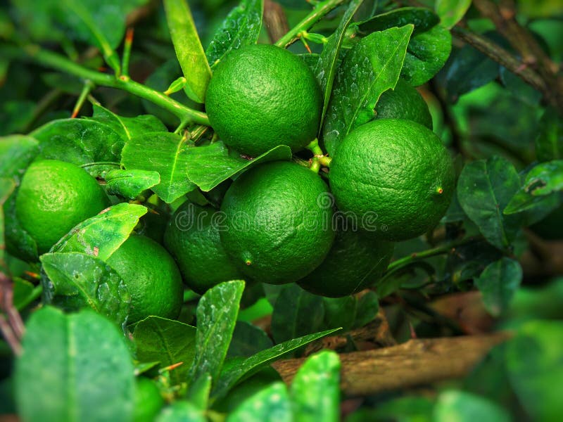 Fresh lime fruit stock image. Image of evergreen, citrus - 188653425