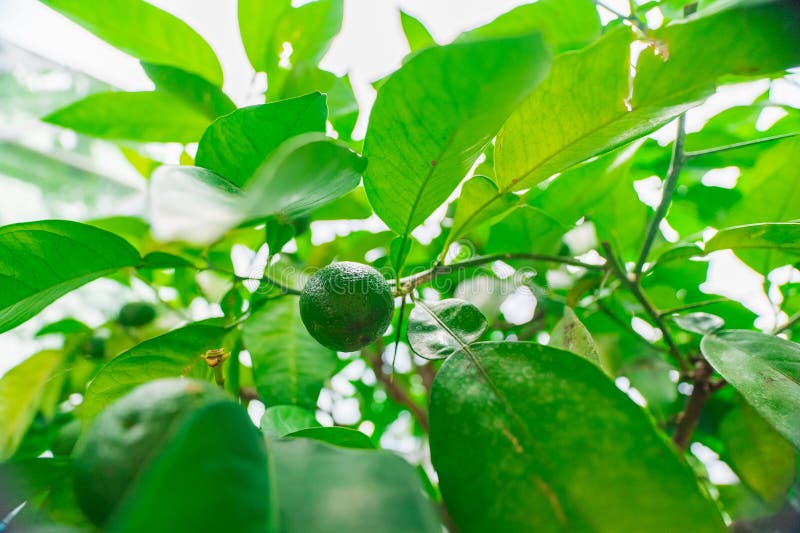 Lemonande Stock Photos - Free & Royalty-Free Stock Photos from Dreamstime