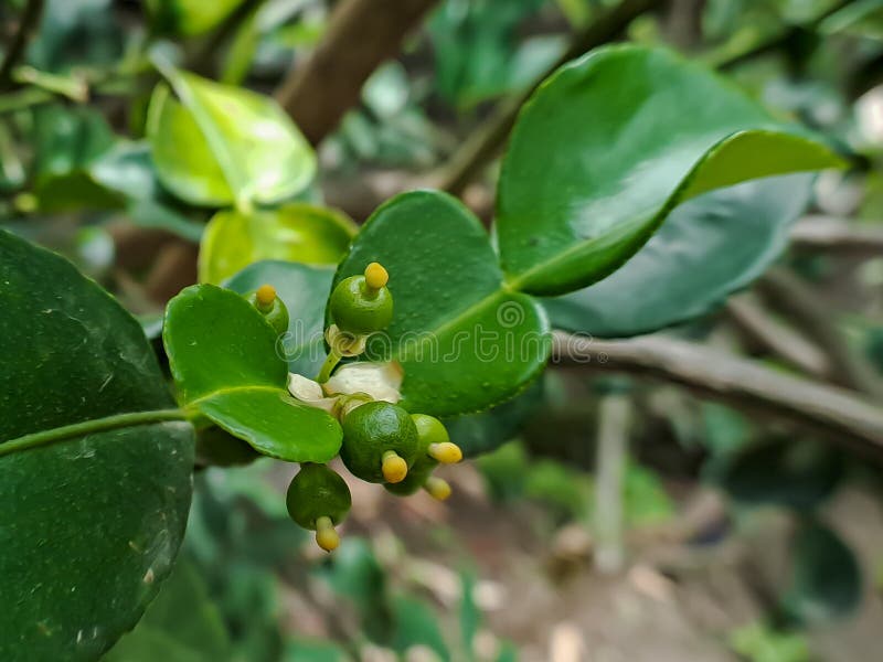 Fresh Lime Fruit in Fruit Shop Stock Photo - Image of refreshing, slice ...