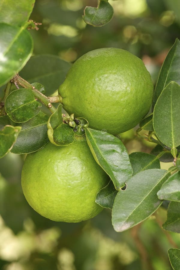 Two Fresh Lime in the Garden Stock Image - Image of sour, growing ...