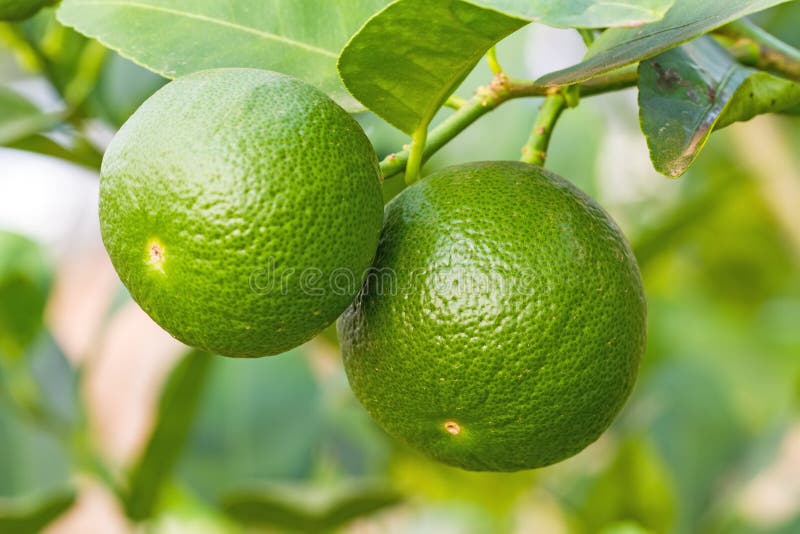 Thai green lemon Tree stock photo. Image of plant, foliage - 57813656