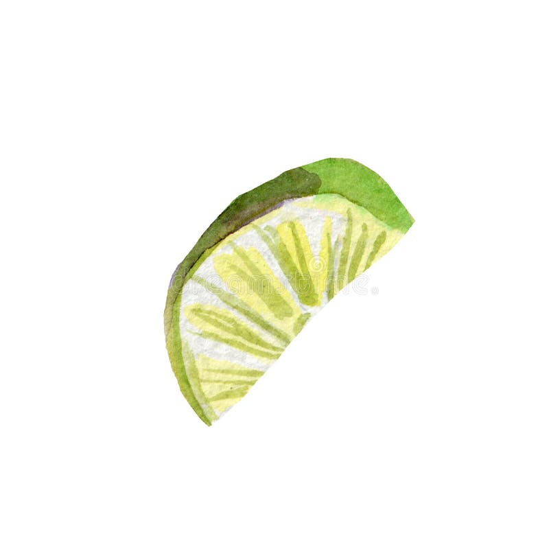 Fresh Lime Illustration. Hand Drawn Watercolor on White Background ...