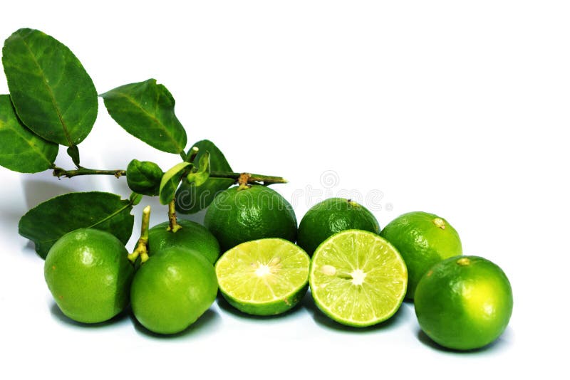 Fresh lime isolated stock photo. Image of branch, juice - 73370096