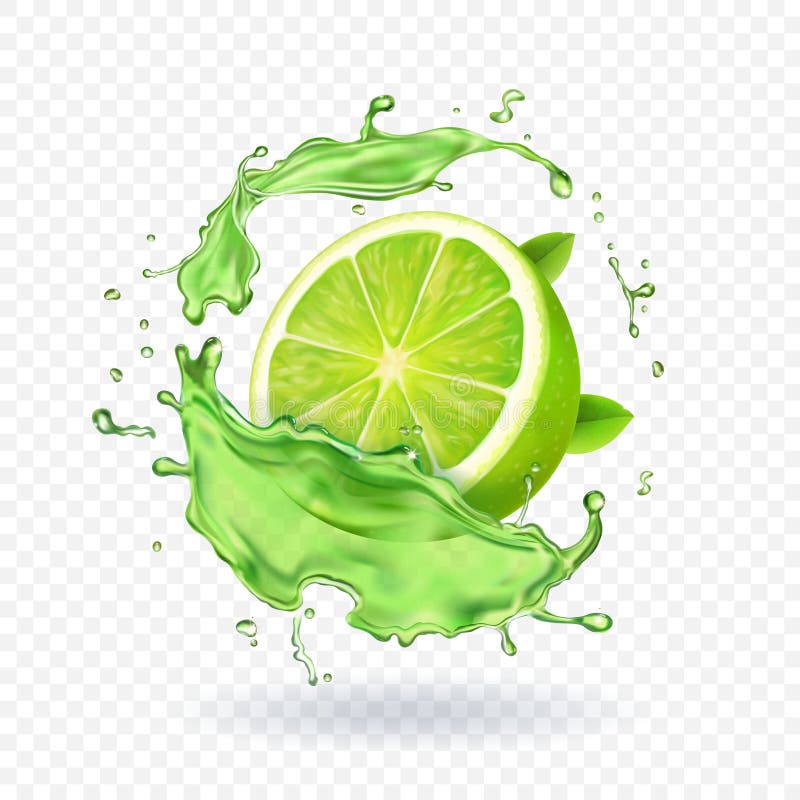 Fresh lime stock vector. Illustration of slice, cross - 20411478