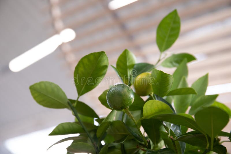 Fresh Lime on a Tree Branch. Stock Image - Image of food, droplets ...