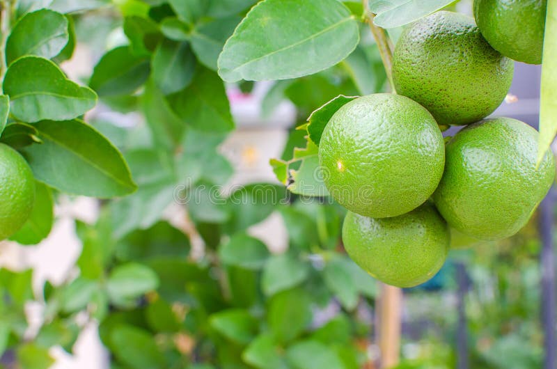 Fresh lime on tree stock image. Image of health, juice - 67190823
