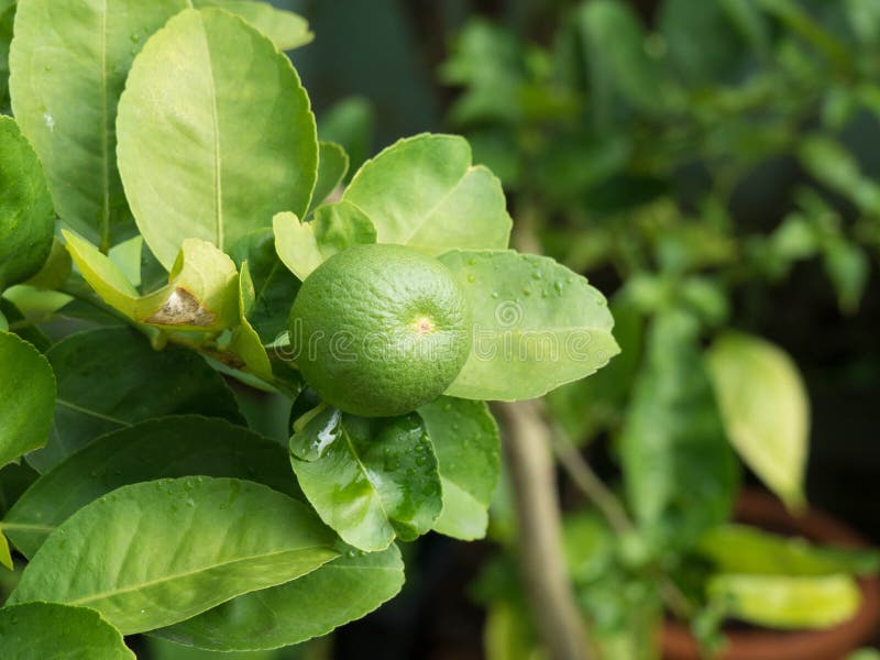 Fresh lime on tree stock photo. Image of freshness, fresh - 107412338