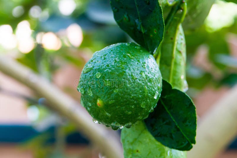 Fresh lime tree stock image. Image of food, lime, produce - 84406195