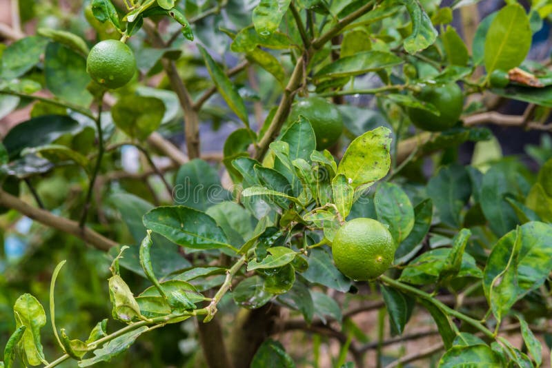 Fresh limes on lime tree stock photo. Image of fresh - 47770226