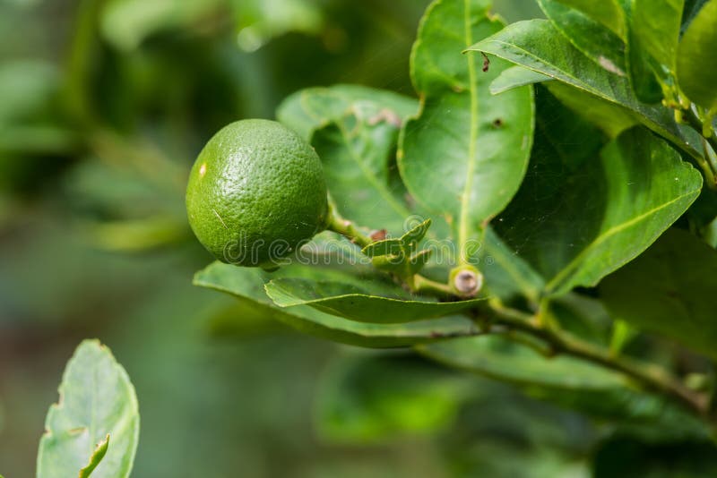 Fresh limes on lime tree stock photo. Image of refreshment - 47771036