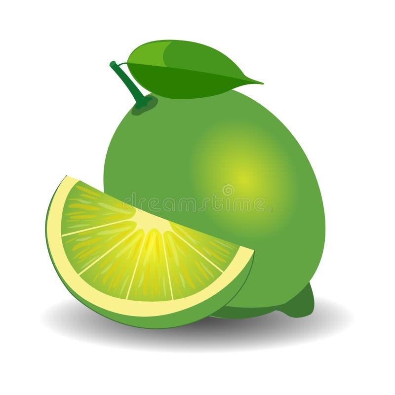 Fresh Limes. Vector Illustration Stock Vector - Illustration of fresh ...