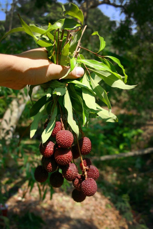 Fresh Linchi Fruite from Tree in Harvest Season Stock Image - Image of ...