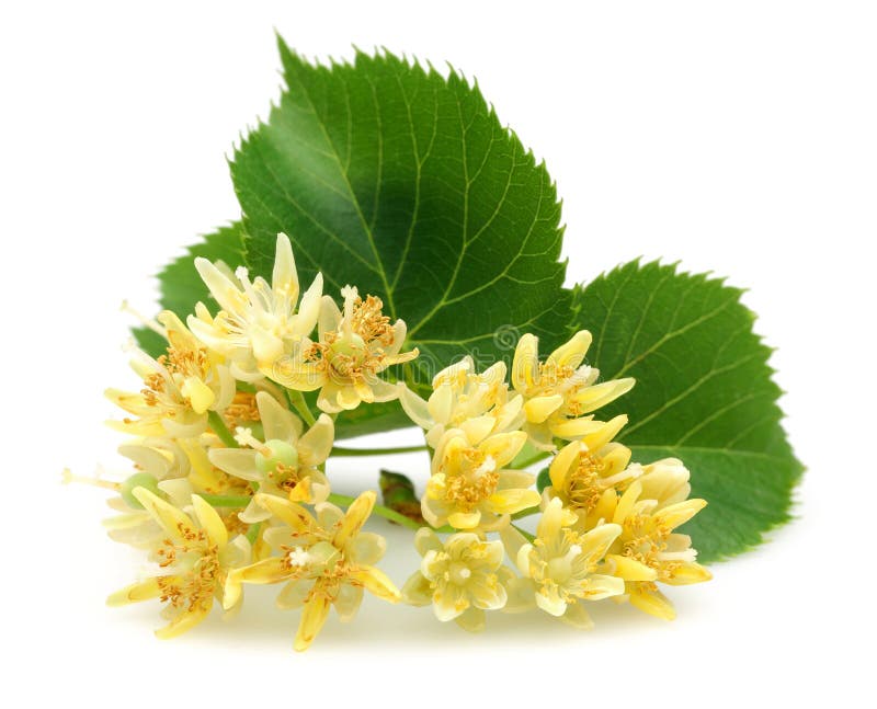 Fresh Linden Flowers and Leaves Isolated on White Stock Image - Image ...