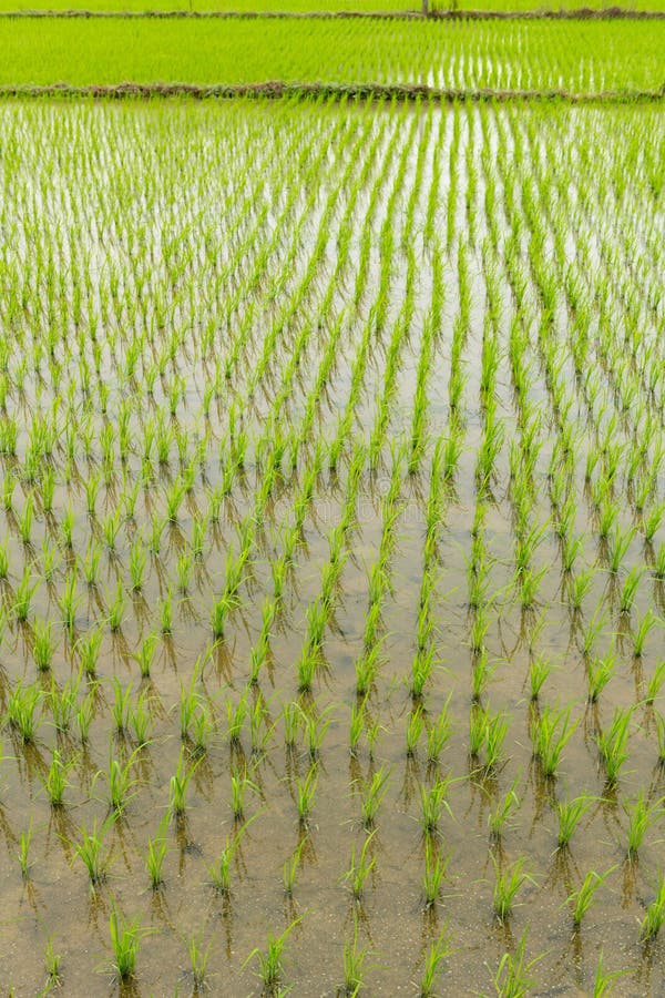 Fresh Little Green Paddy Field at Vertical Composition Stock Image ...