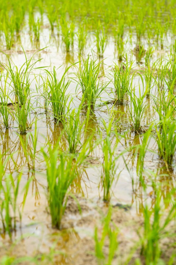 Fresh Little Green Paddy Field at Vertical Composition Stock Image ...