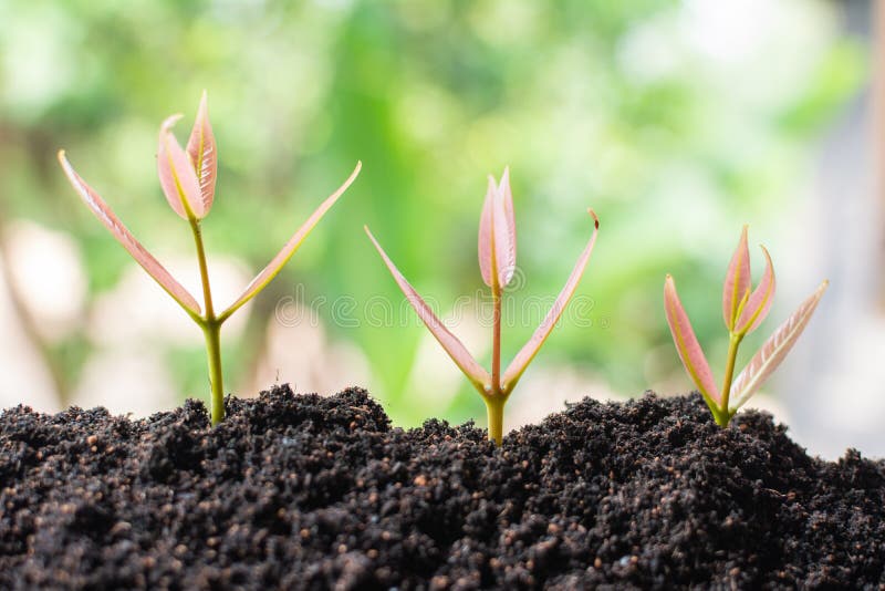 Fresh Little Plant Growing Up On Soil Stock Image - Image of growing ... Fresh Little Plant Growing Up On Soil Stock Image - Image of growing ...