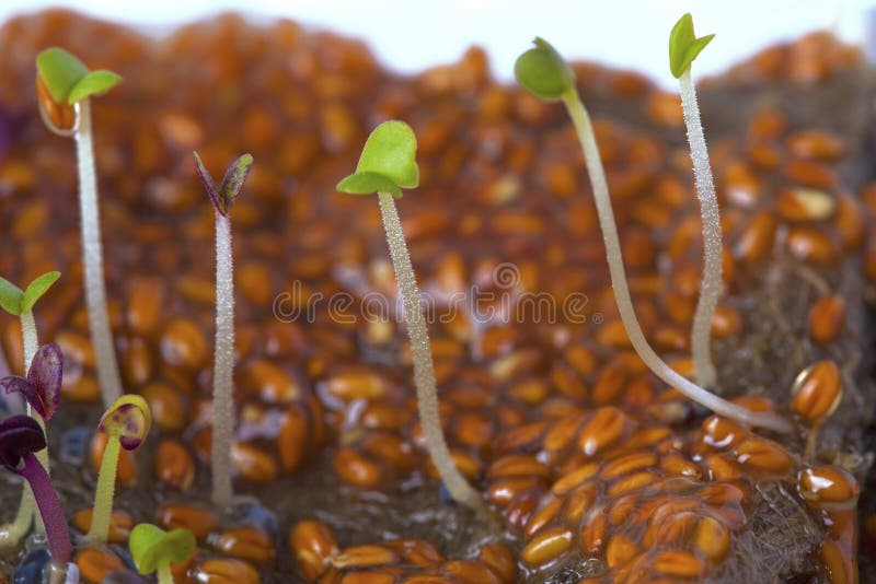 Little .sprouts for Microgreen Stock Image - Image of food, microgreens ...