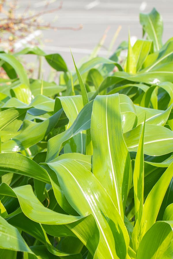 Little Tomato on Tree in the Garden at Thailand Stock Photo - Image of ...