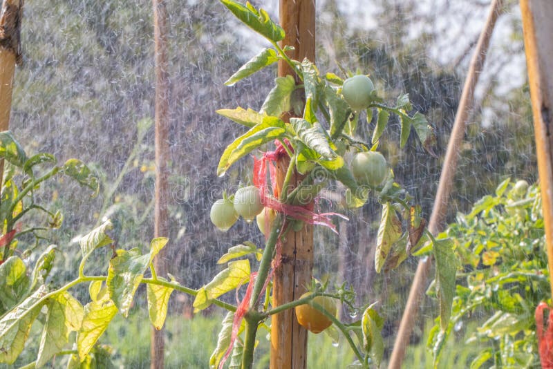 Little tomato plant stock image. Image of agriculture - 52740105