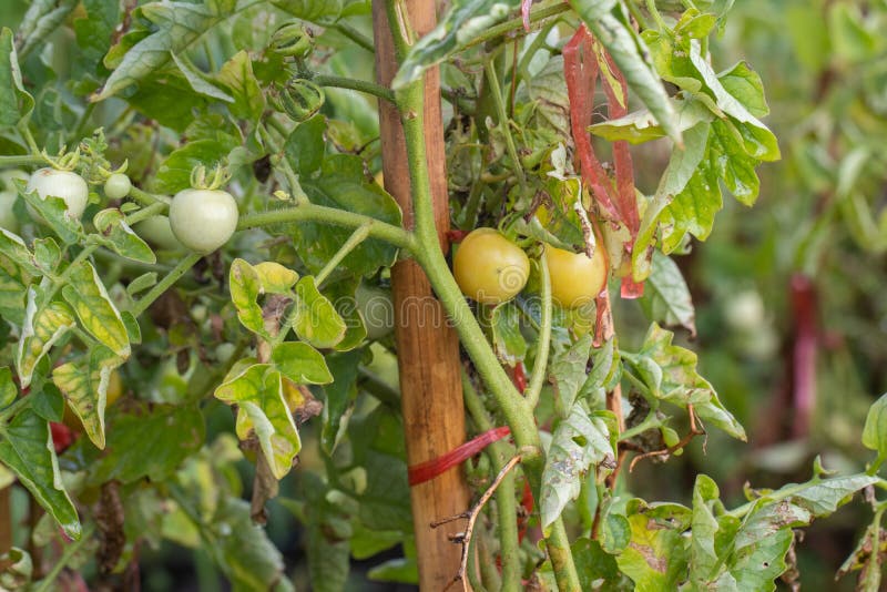 Fresh Little Tomato on Tree in the Garden Stock Photo - Image of leaf ...