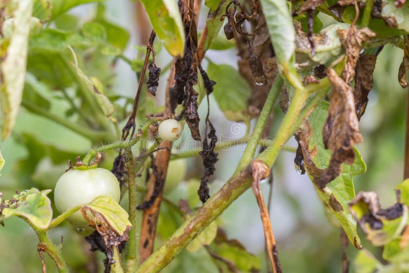 Fresh Little Tomato on Tree in the Garden Stock Image - Image of ...